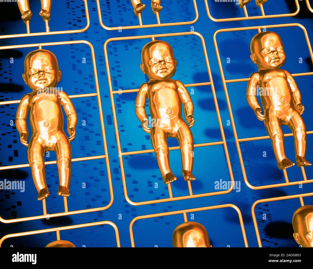 Human cloning. Conceptual computer artwork of a human baby construction ...