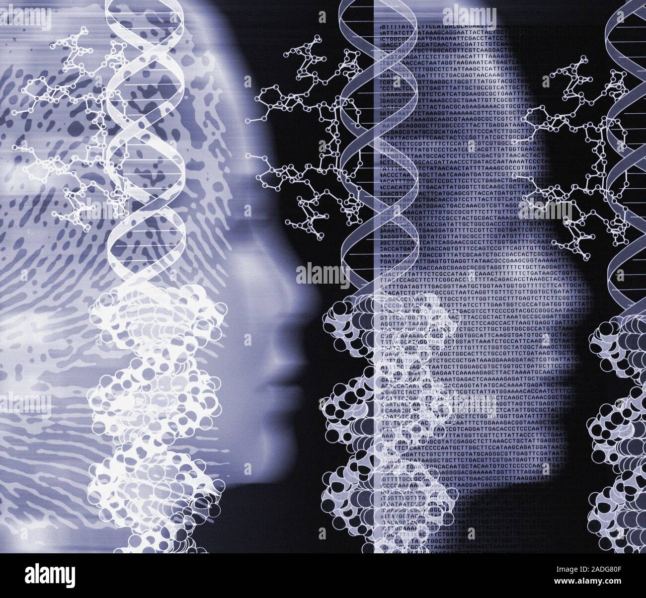 Human cloning. Conceptual computer artwork of two identical female ...