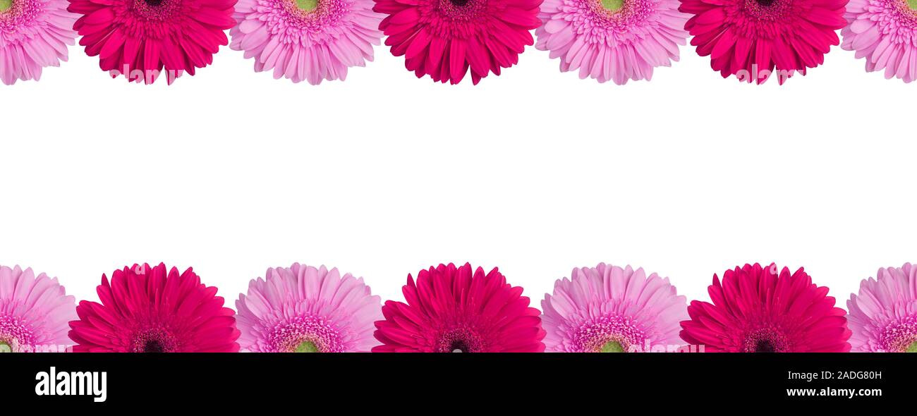 Pink And Purple Flower Border