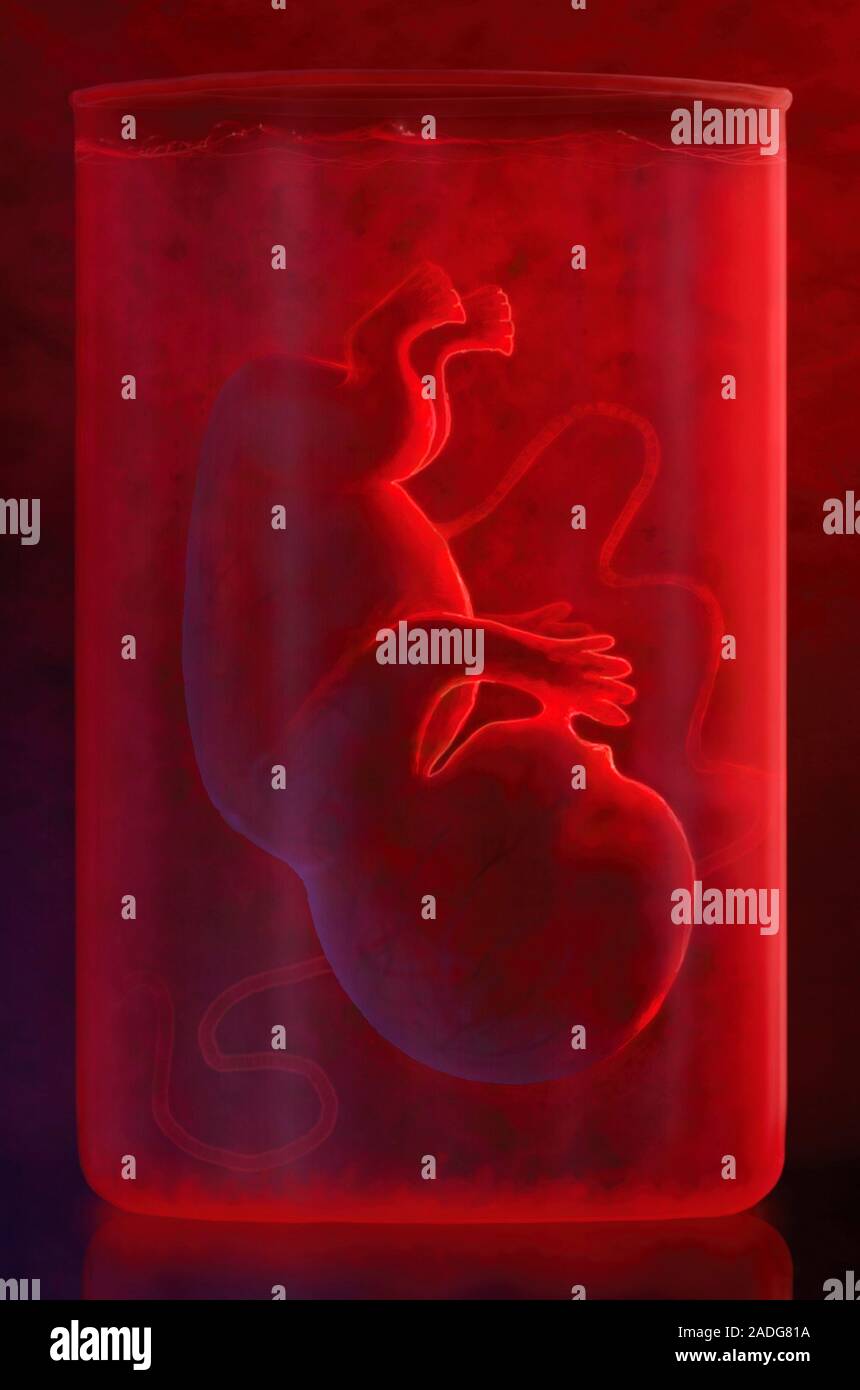 Human cloning. Conceptual artwork representing human cloning, showing a ...