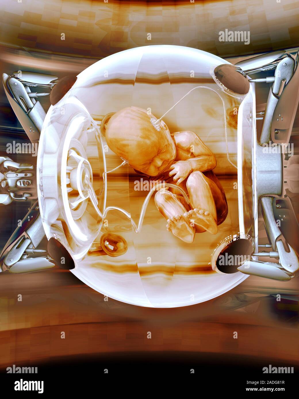 Designer baby. Conceptual computer artwork of a developing foetus being ...