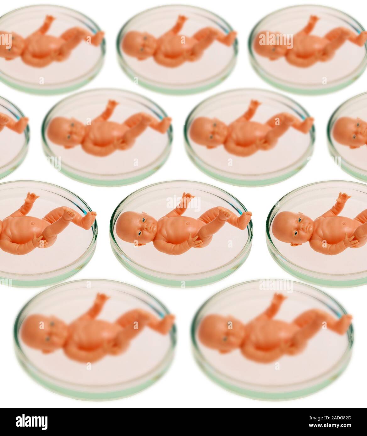 Cloned babies. Conceptual computer artwork of cloned babies in petri ...