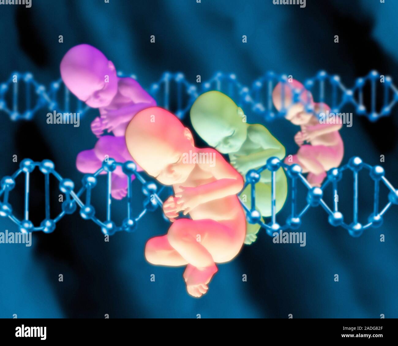 Designer babies. Conceptual computer artwork of human babies and two ...