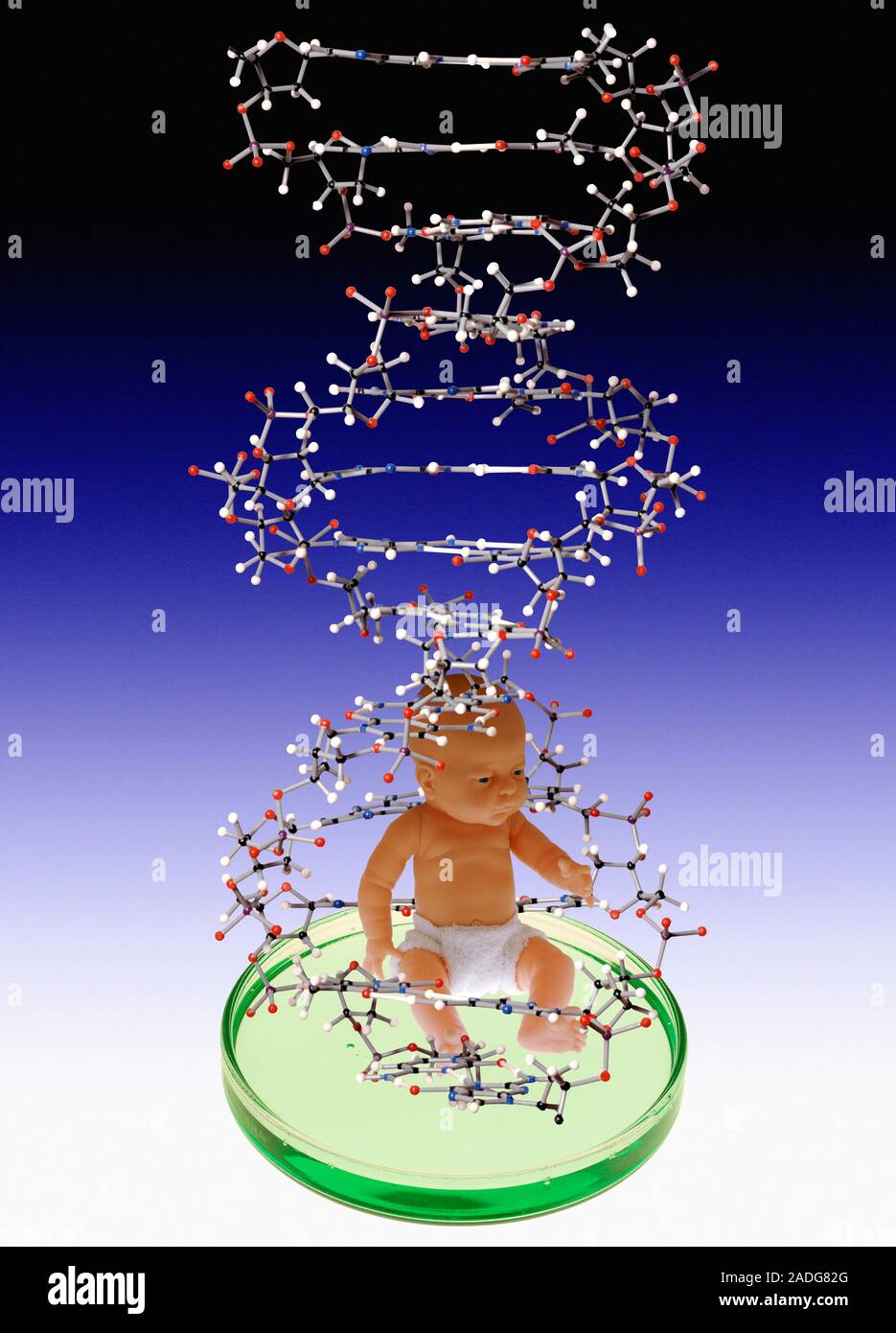 Human cloning. Computer artwork of a molecule of DNA (deoxyribonucleic ...