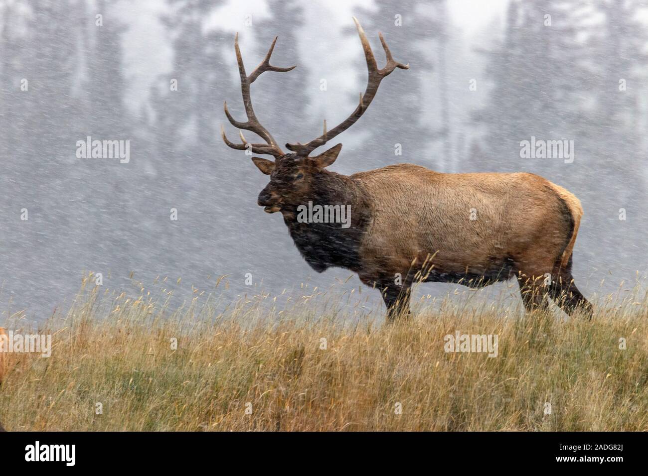 Elk deer in their natural habitat in Canada Stock Photo - Alamy