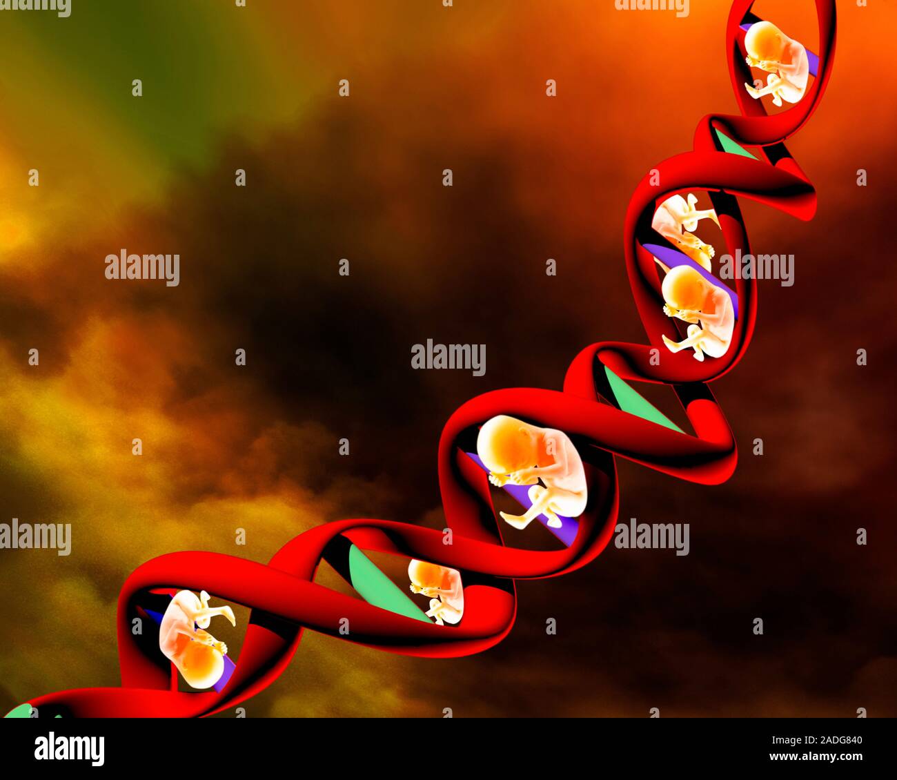 Foetal DNA. Computer artwork of a DNA molecule and human foetuses. A ...