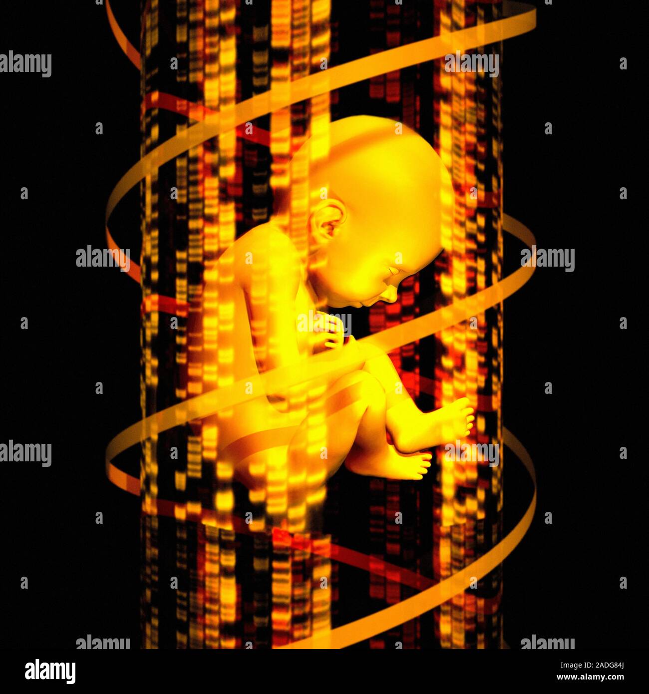 DNA and foetus. Conceptual computer artwork of a foetus surrounded by ...