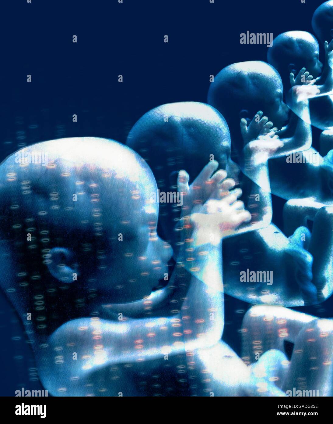 Designer babies, conceptual artwork . Row of foetuses overlaid with a ...