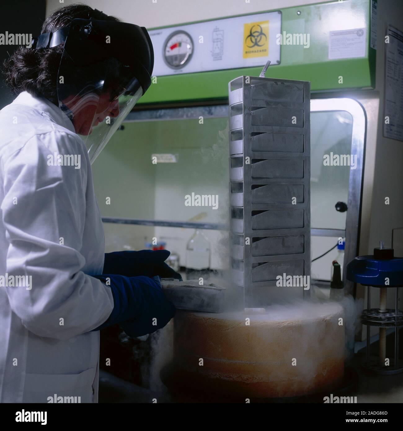 Tissue culture. Laboratory technician removing cell culture samples ...
