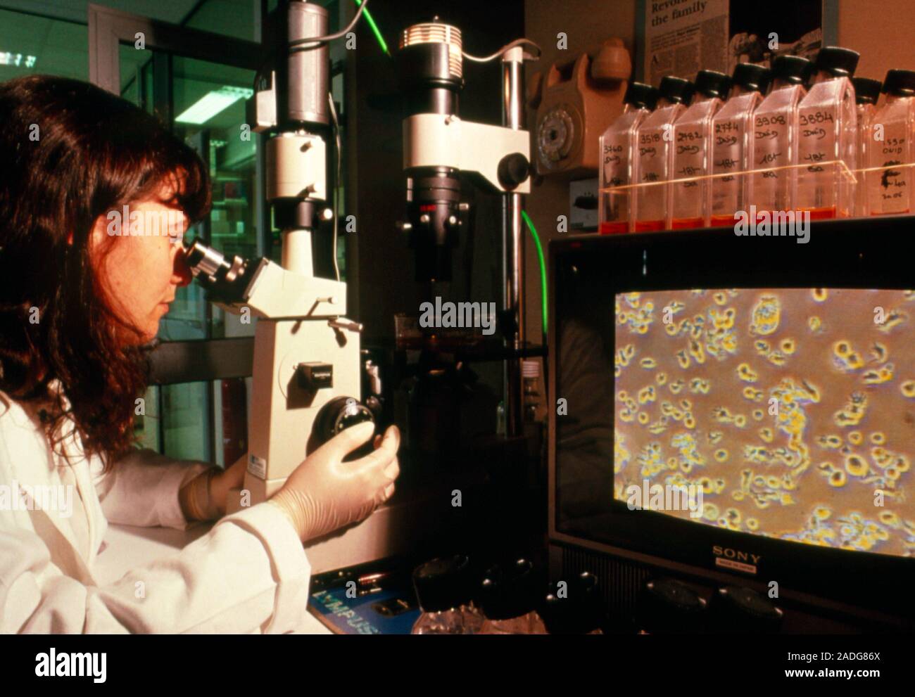 Researcher studies cell death. Technician at a light microscope ...