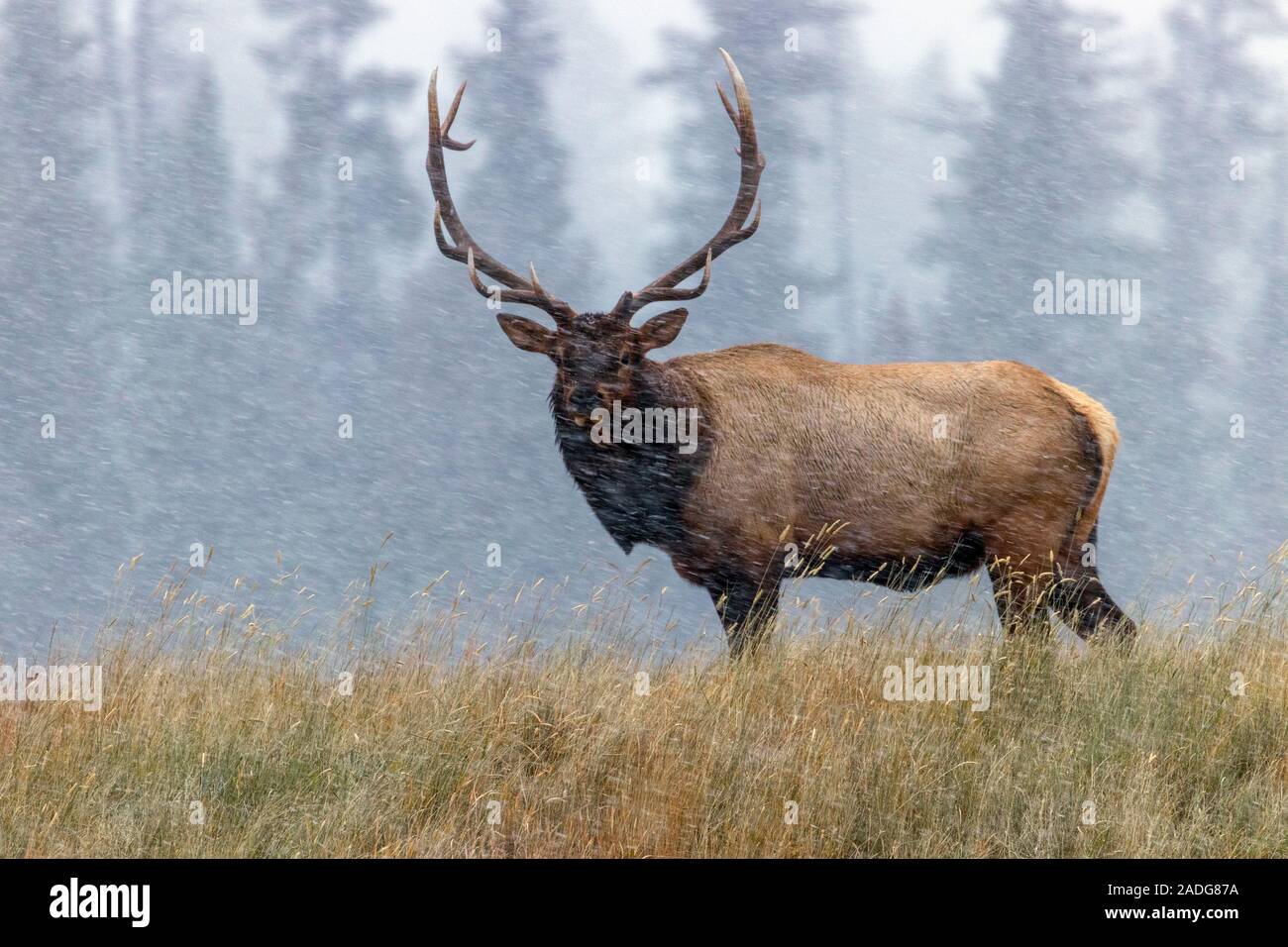 Elk deer hi-res stock photography and images - Alamy