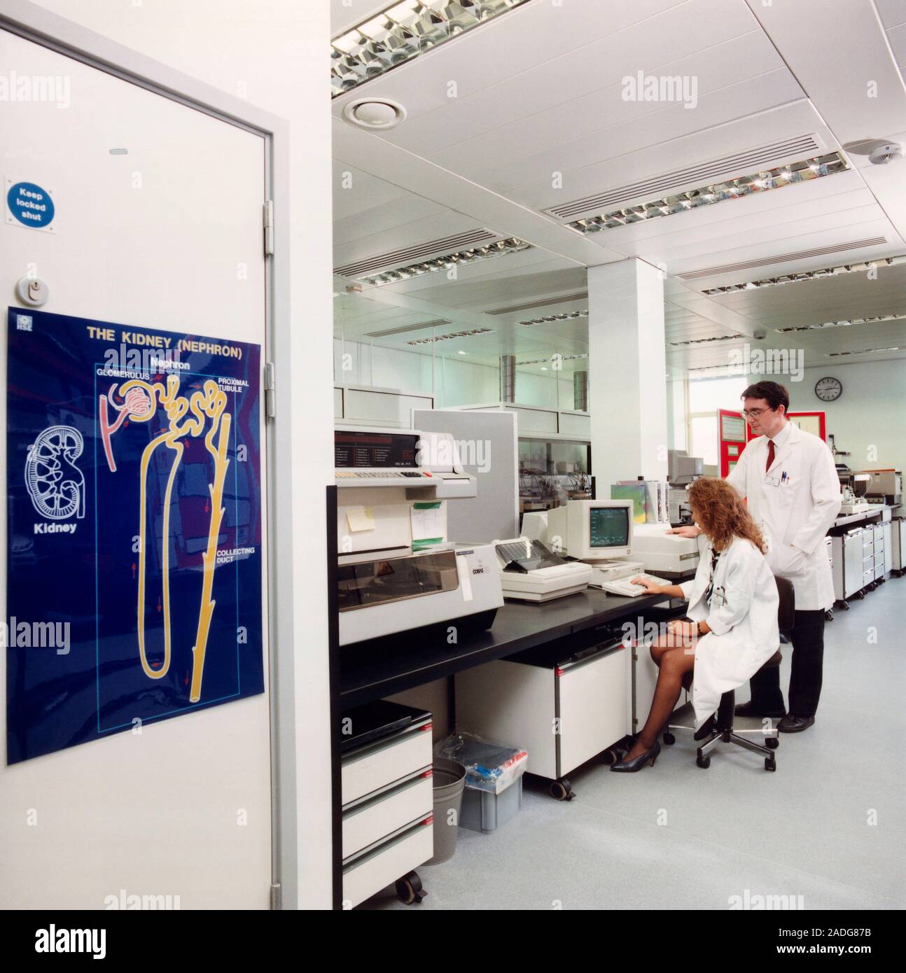 Kidney research. Scientists use a computer in a microbiology laboratory ...