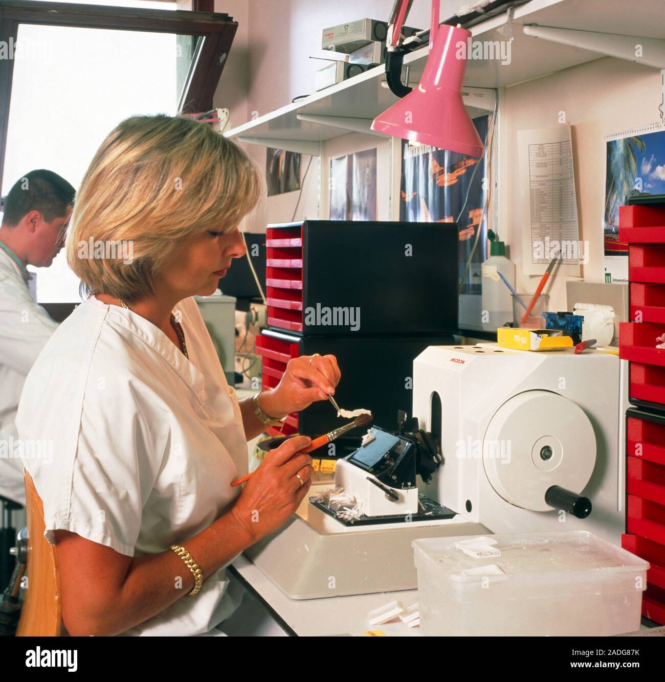 Histology laboratory. Female researcher operates a microtome cutting ...