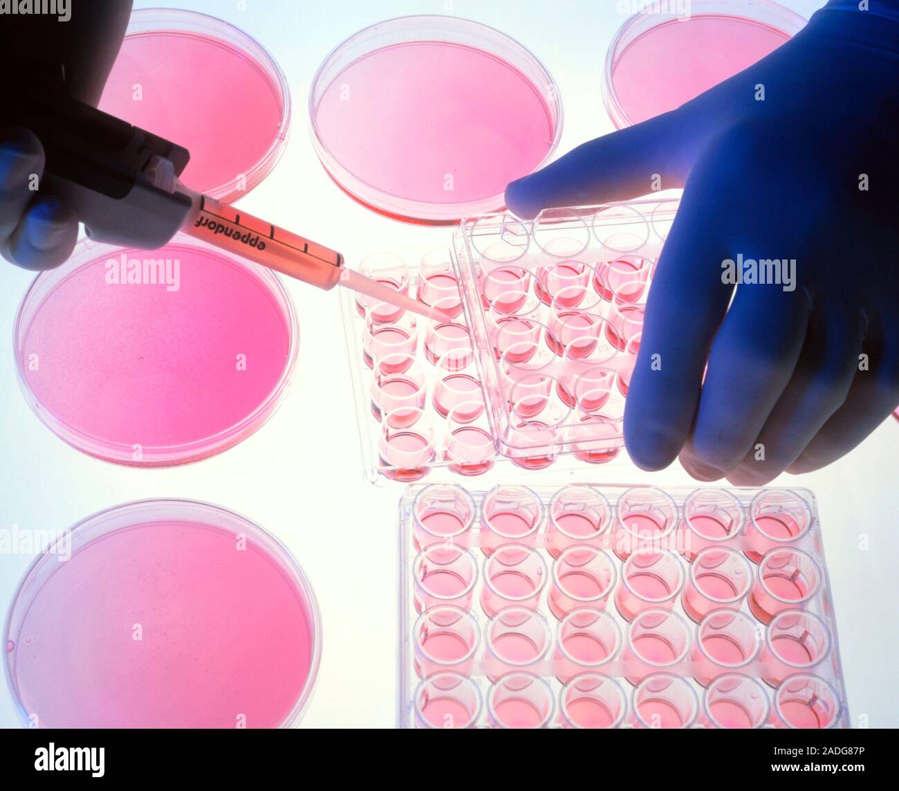 Cell cultures. Gloved hand holding a pipette over multi-well sample ...