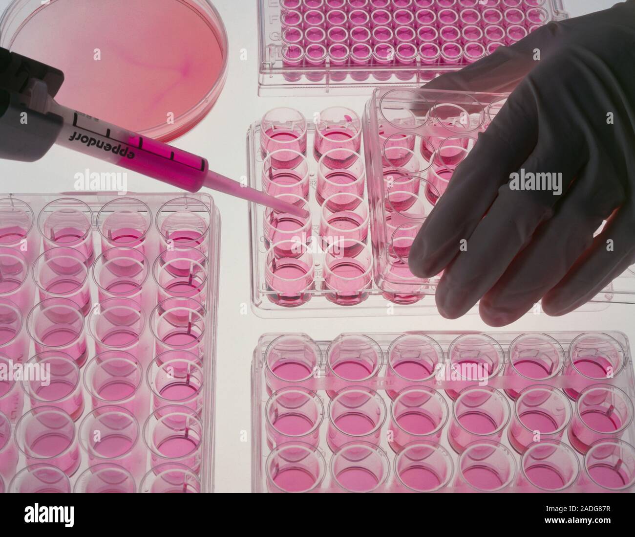 Cell cultures. Gloved hand holding a pipette over multi-well sample ...