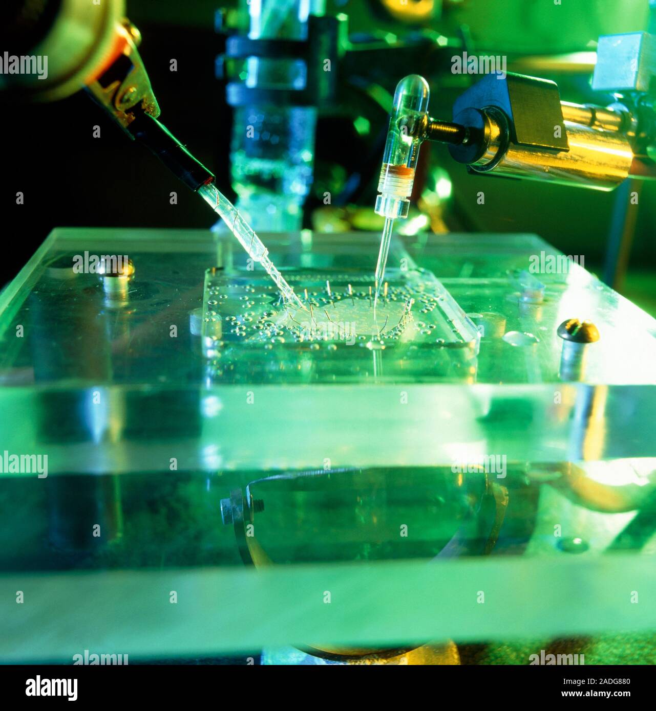 Toxicology research. View of a sample of muscle tissue during ...