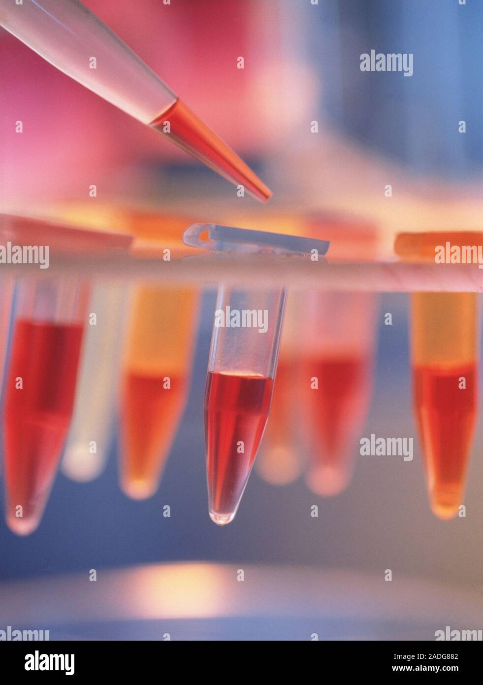 Cytology. Pipetting solutions into microtubes for cytology research ...
