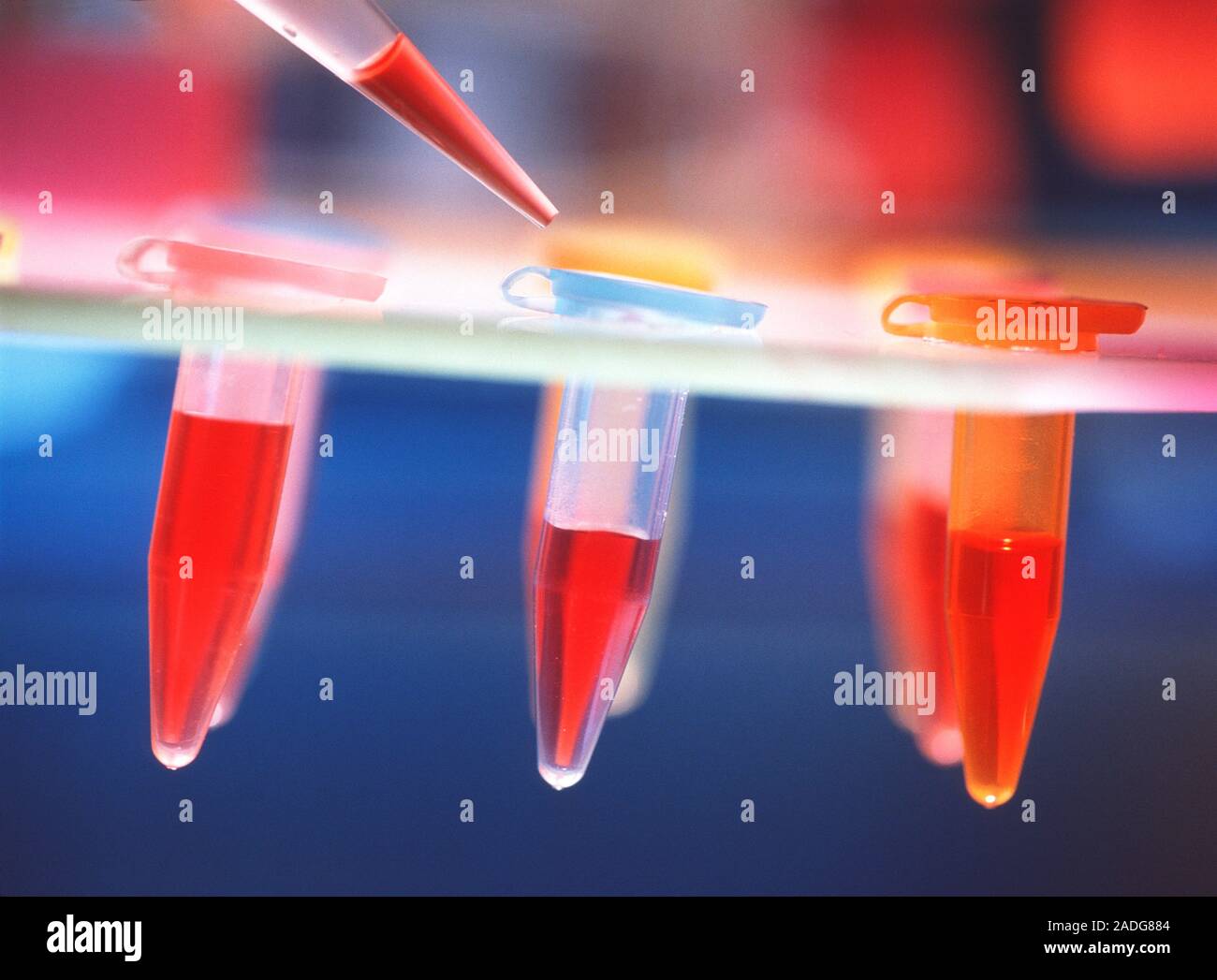 Cytology. Pipetting solutions into microtubes for cytology research ...