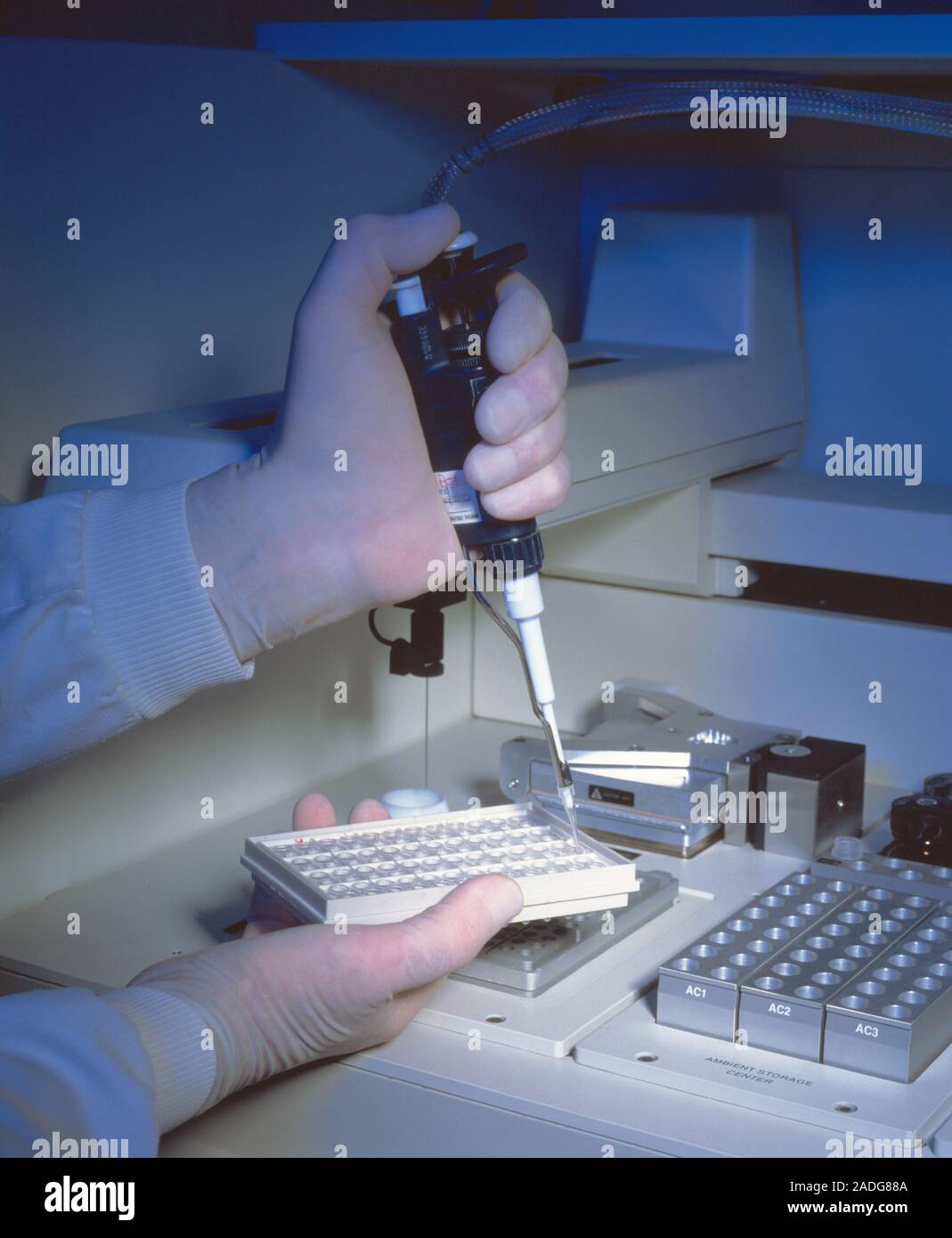 Protein analysis. Gloved hands of a technician pipetting protein ...