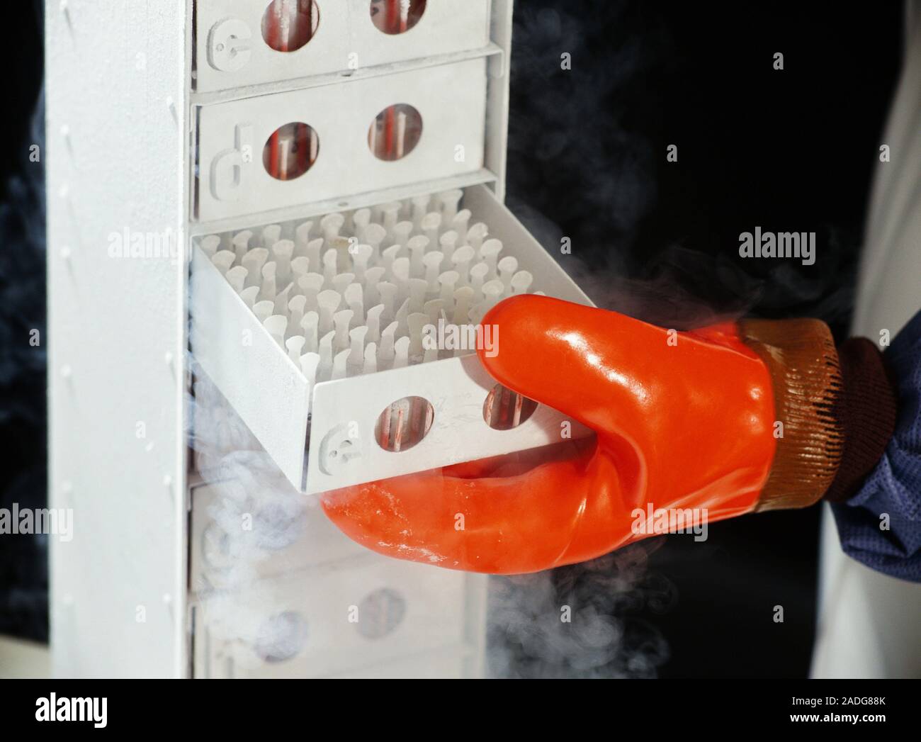 Cryostorage. Gloved hand with cell cultures in a cold storage cabinet ...