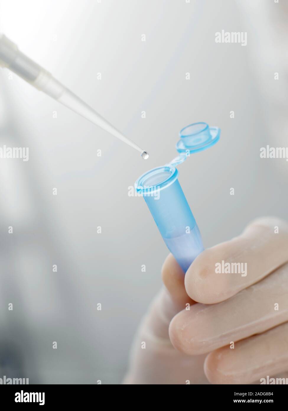 Biological research. Clear liquid being pipetted into an Eppendorf tube ...
