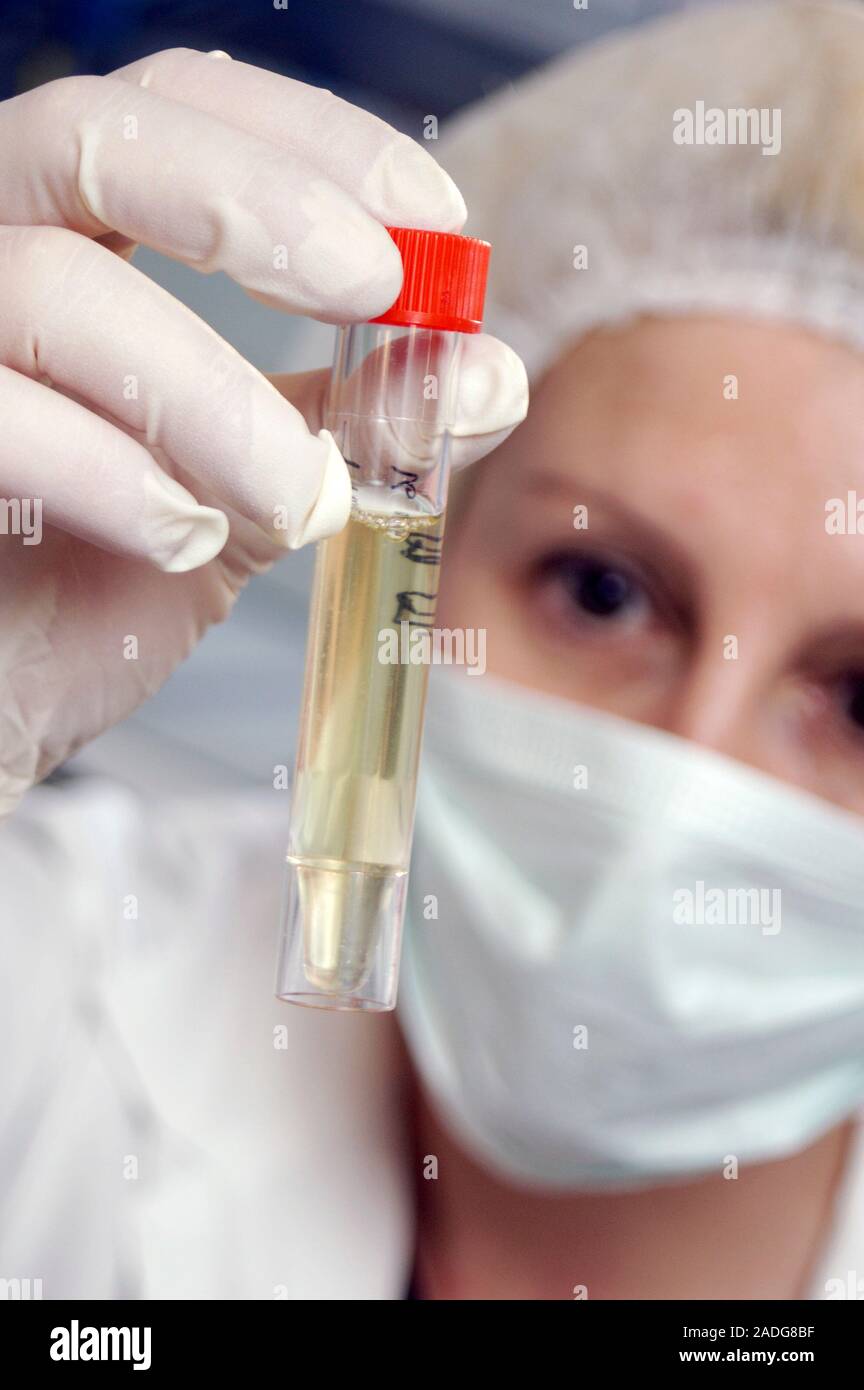 MODEL RELEASED. Biological research. Researcher holding a sample tube ...