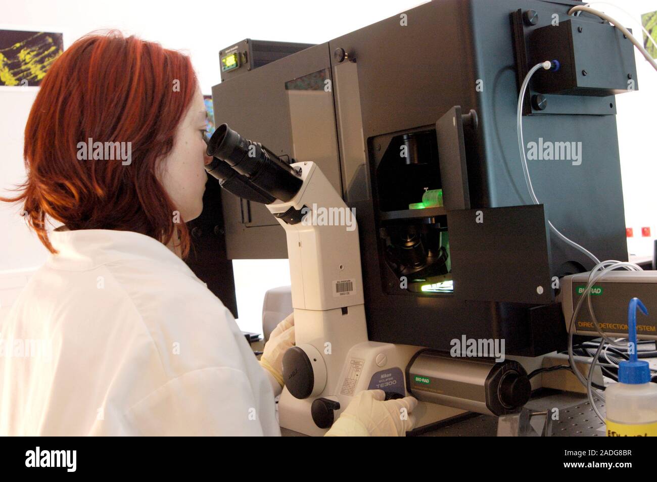 Biological research. Researcher examining cells under a microscope ...