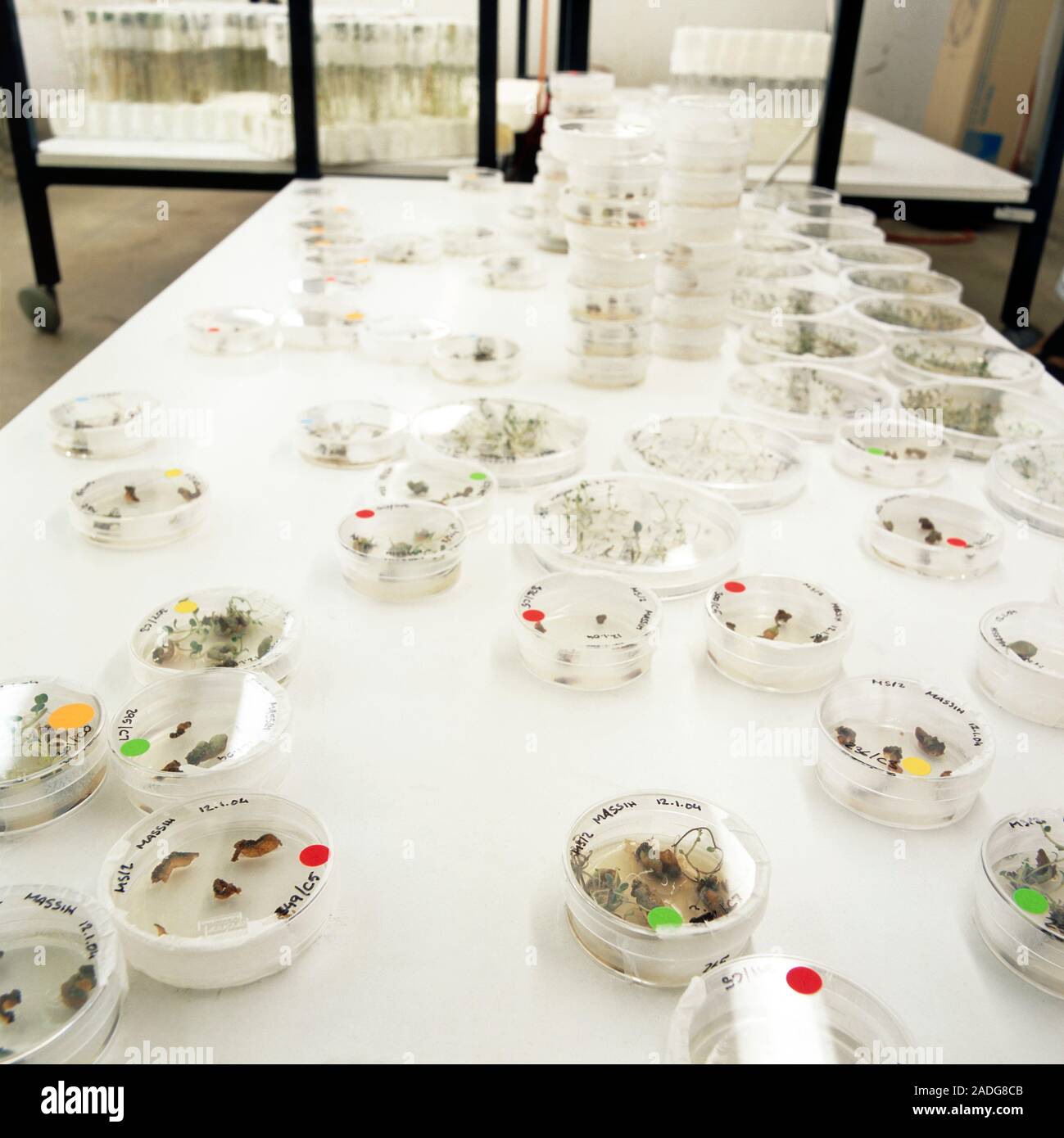 Plant research. Plant specimens in petri dishes in a laboratory Stock ...