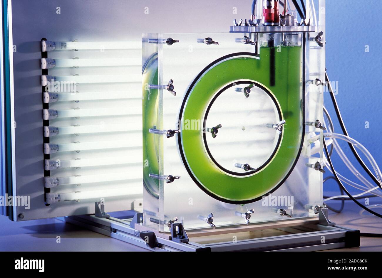 Algal biorector research. Bioreactor using algae (green) to produce ...