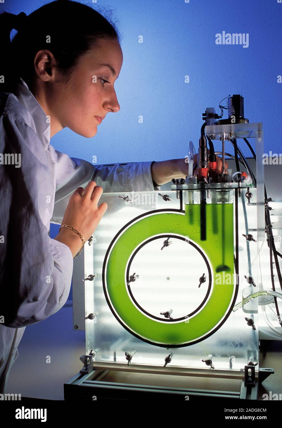 Algal biorector research. Researcher with a bioreactor using ...