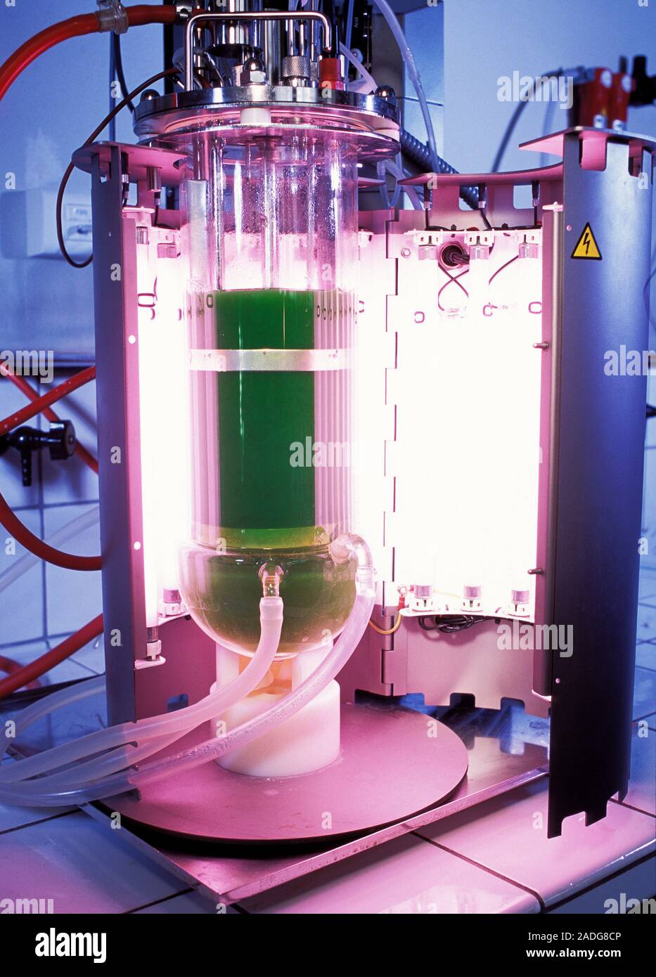 Algal space food research. Bioreactor growing algae (green) for use as ...
