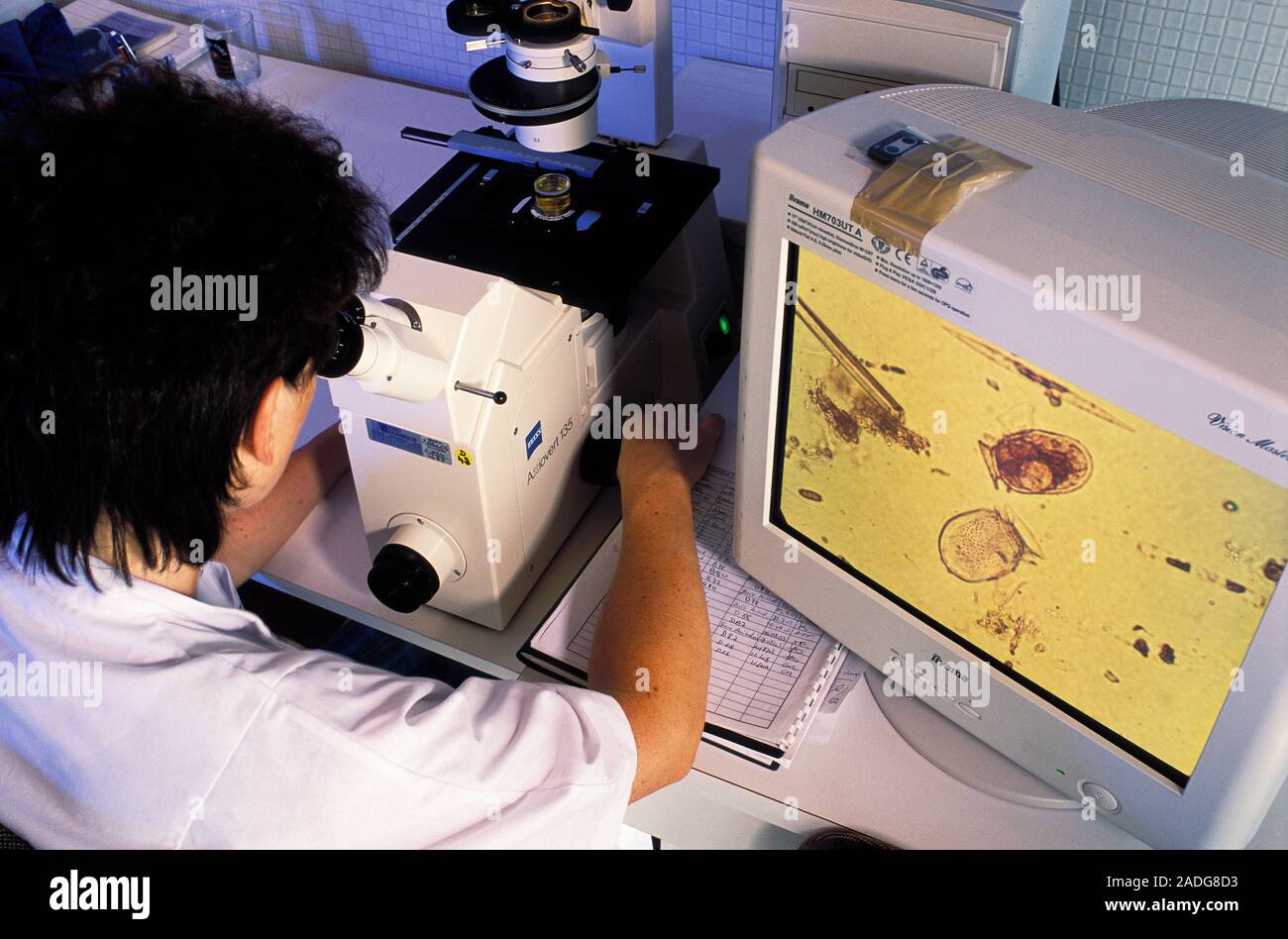Algae research. Researcher examining algae (seen on screen at right ...