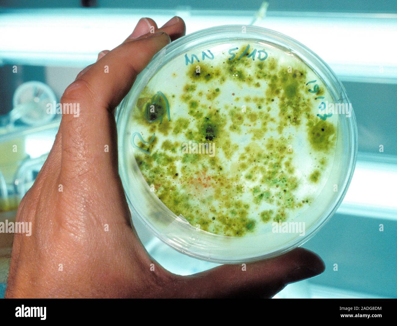 Algal research. Petri dish with a culture of a strain of an alga being ...