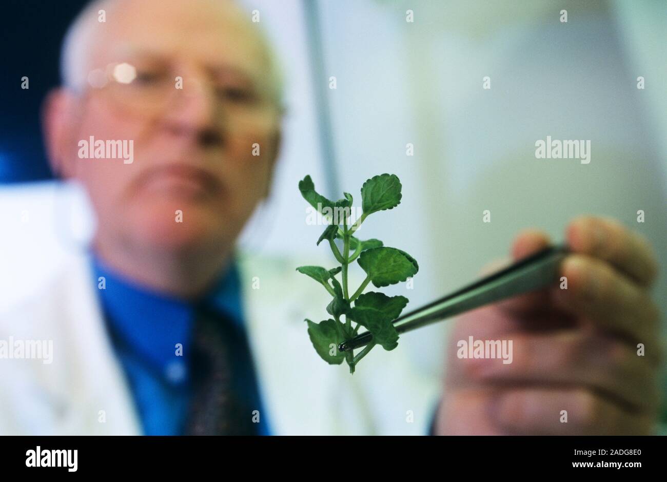 Crop research. Researcher Jean-Yves Peyron holding a seedling of the ...
