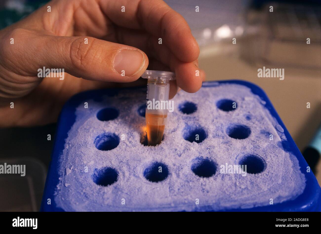 Refrigerated sample. Researcher's hand retrieving a sample from a ...