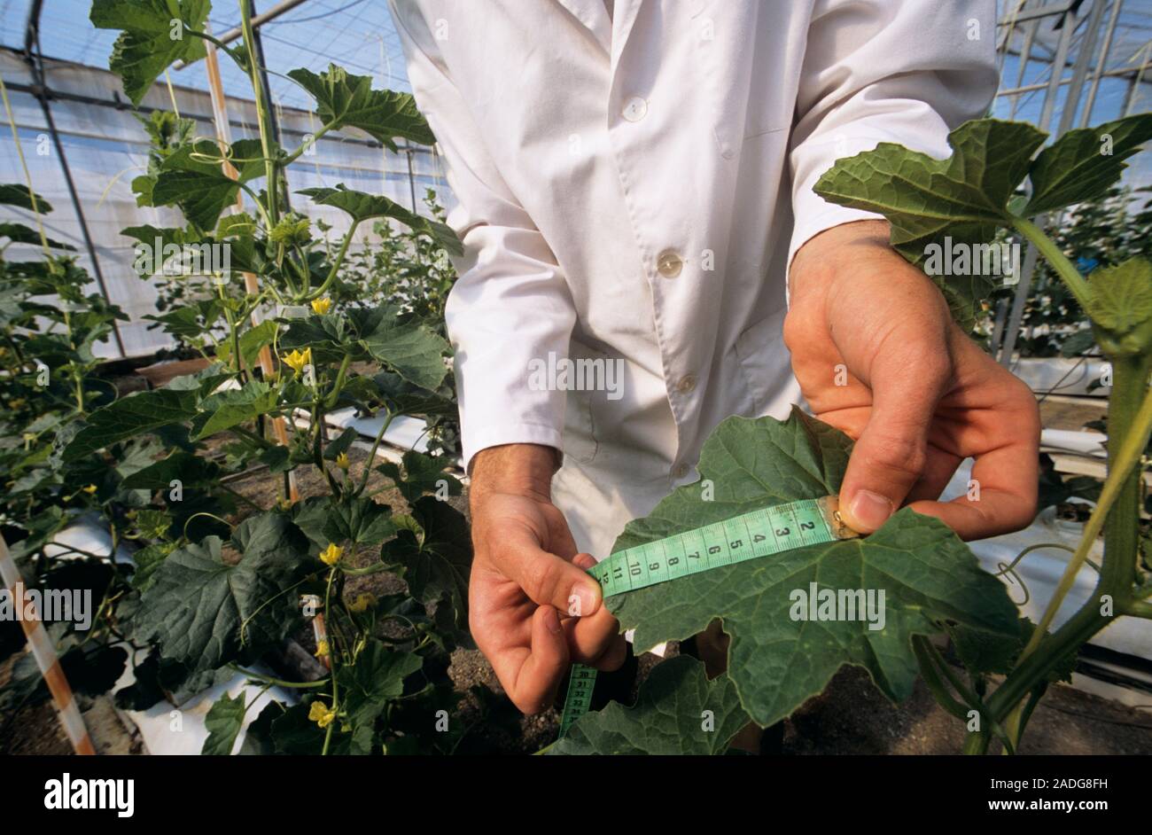 Crop research. Researcher measuring the dimensions of a crop plant as ...