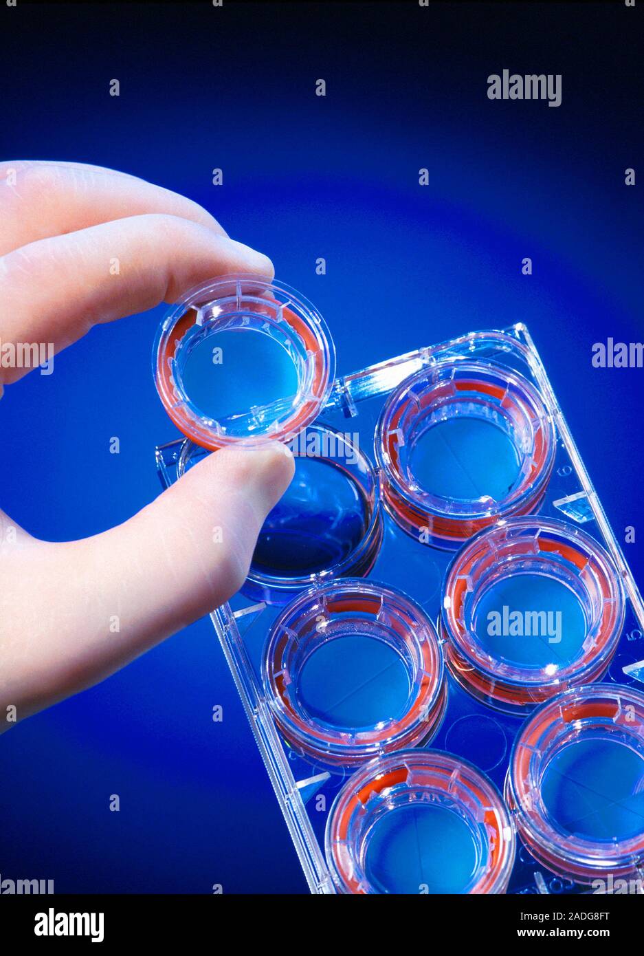Cellular model of nutrient absorption. The wells in the trays contain ...