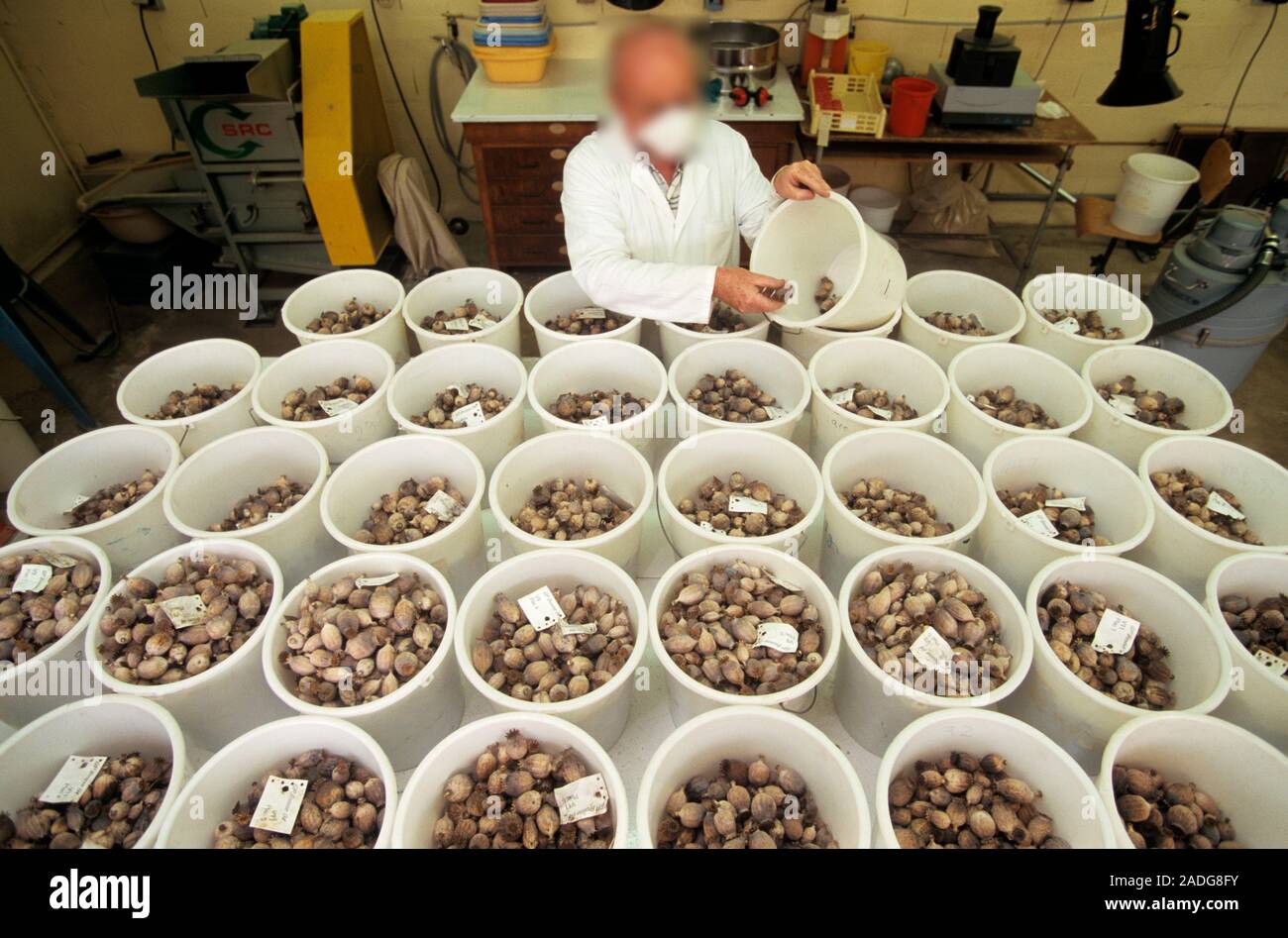 Opium poppy analysis. Scientist analysing the alkaloid content and dry ...