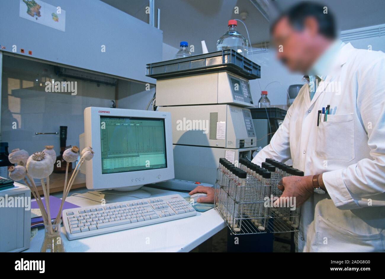 Opium poppy analysis. Scientist analysing the alkaloid content of opium ...