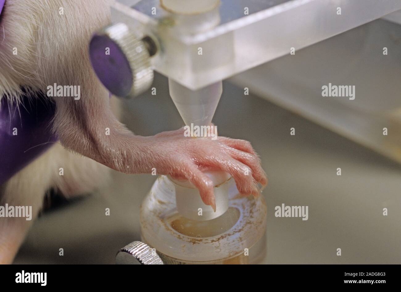 Pain analysis. Close-up of a laboratory rat's foot having increasing ...