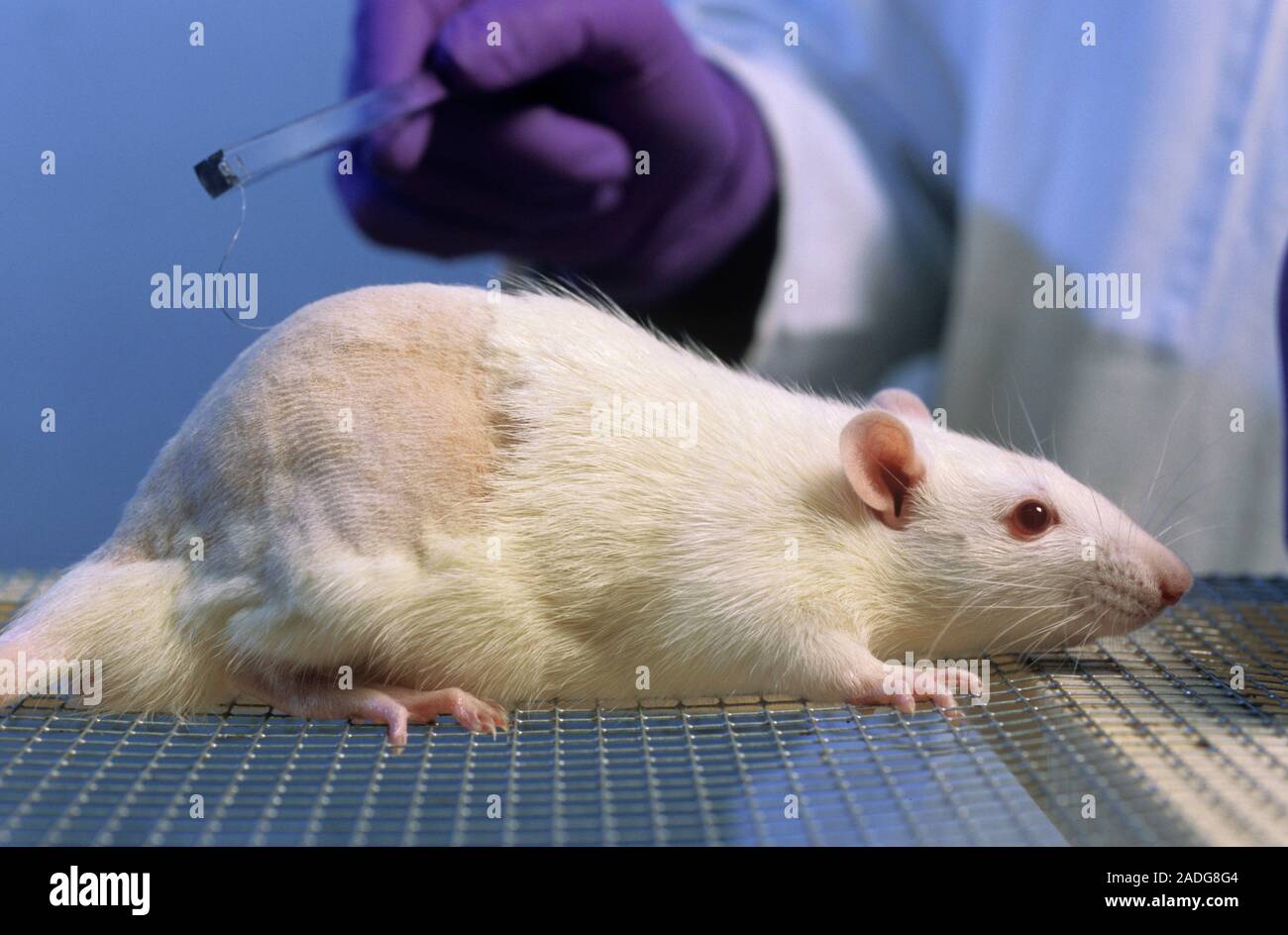 Pain analysis. Scientist applying an electric current to the shaved ...