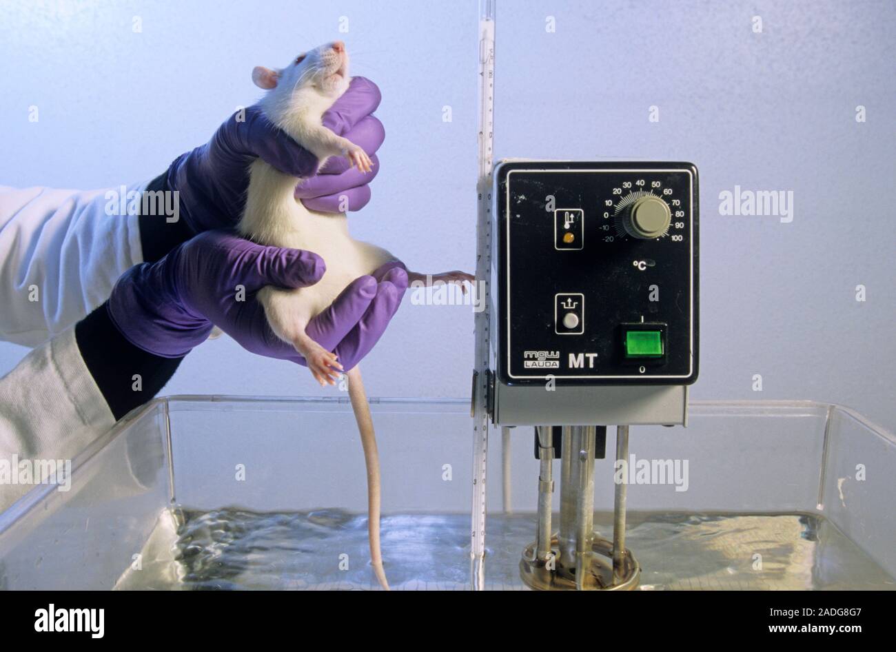 Pain analysis. Scientist submerging a laboratory rat's tail into a tank ...