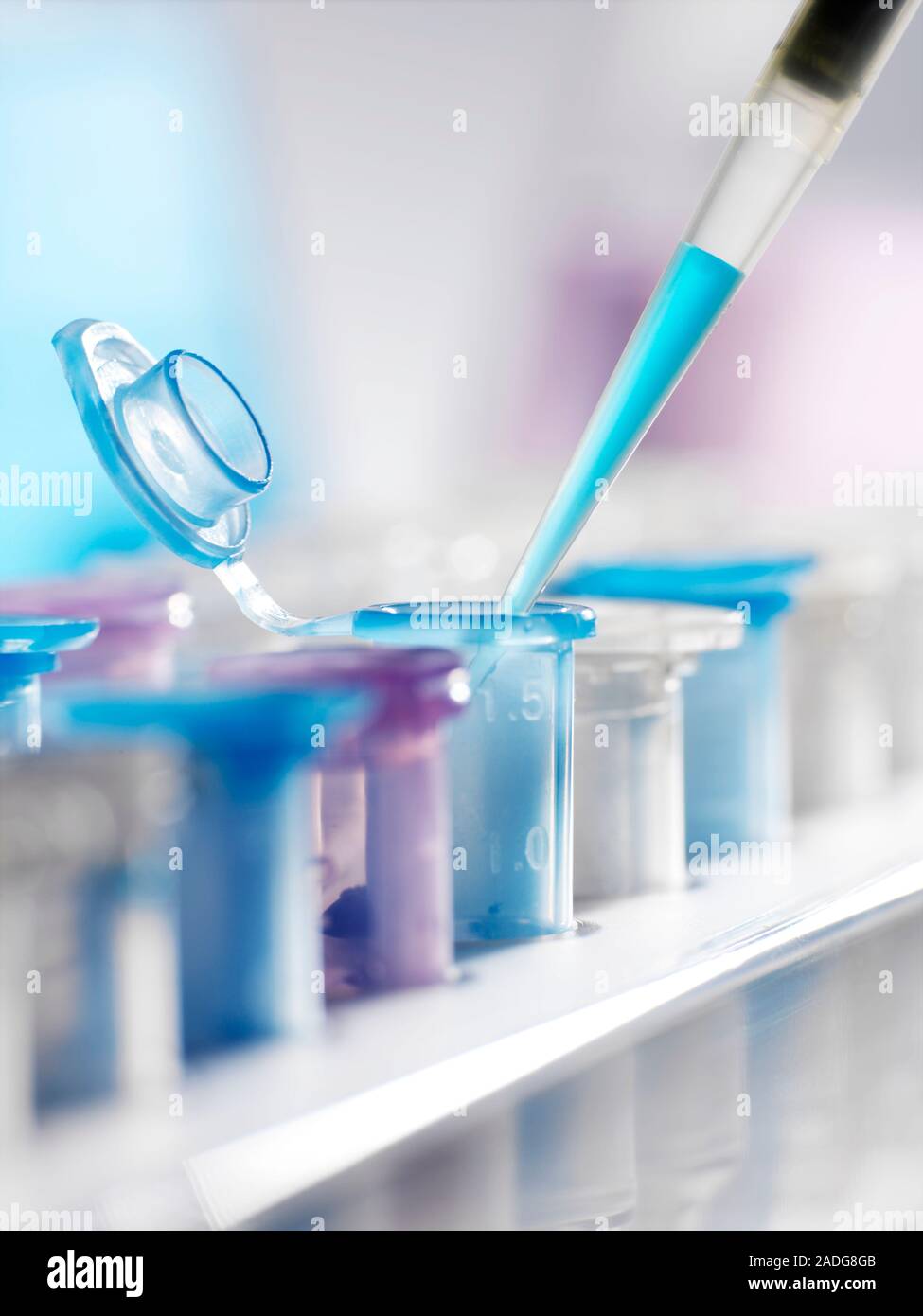 Preparing sample vials. Pipette being used to add a liquid to a vial ...