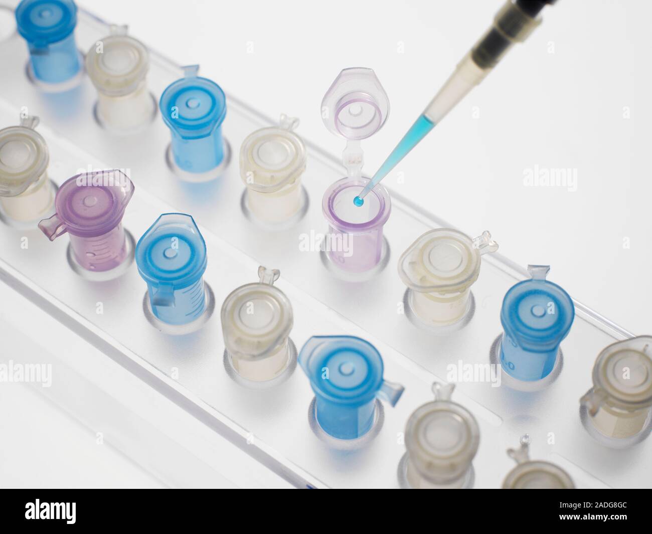 Preparing sample vials. Pipette being used to add a liquid to a vial ...