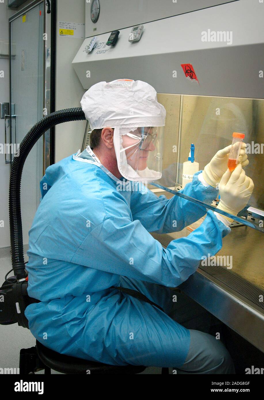 1918 influenza research. Scientist examining a sample of cultured ...