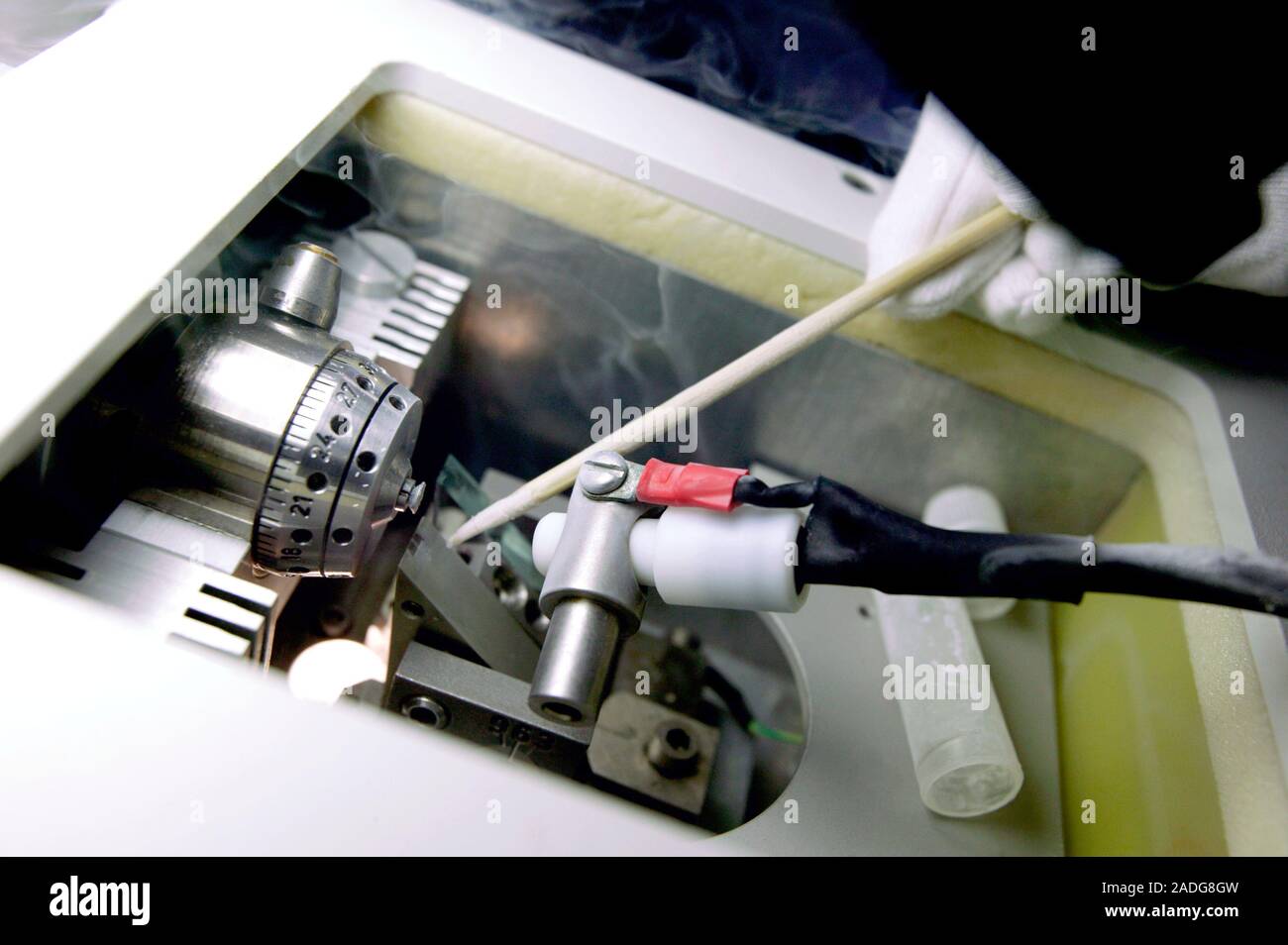 Preparing a tissue sample. Researcher using a microtome to cut a tissue ...