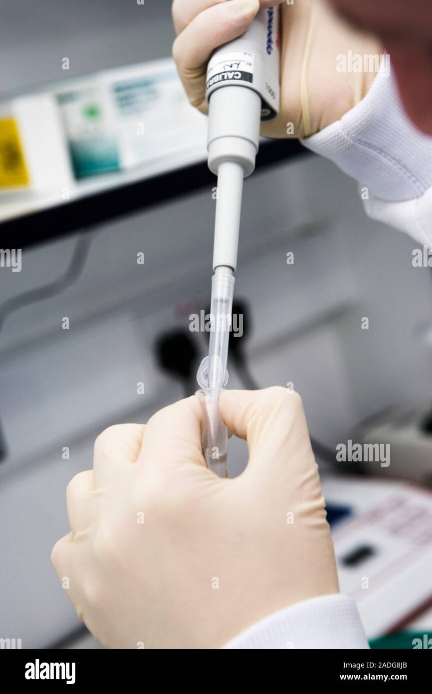 Muscle physiology research. Researcher using a pipette to add a sample ...