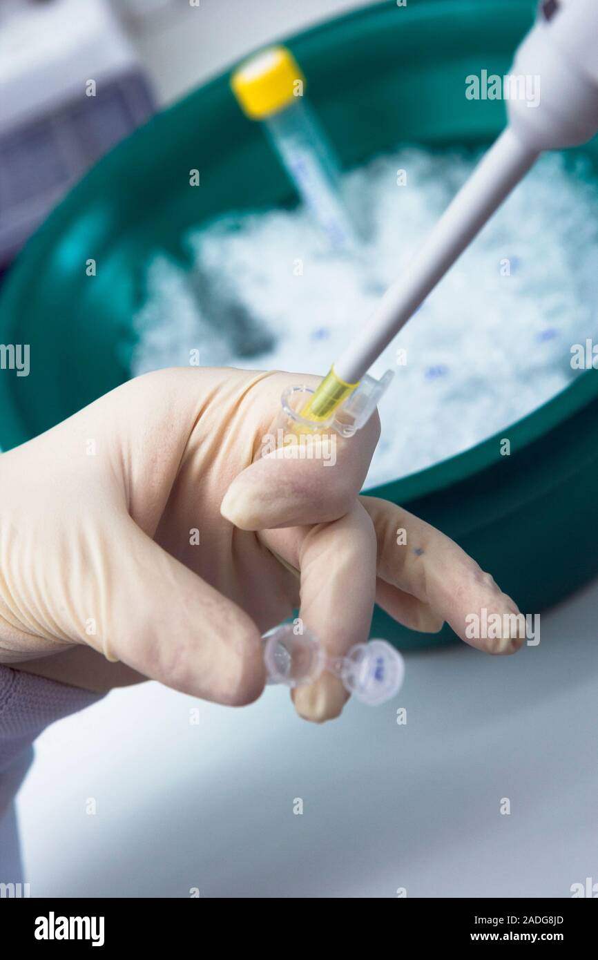 Muscle physiology research. Researcher handling a sample vial and ...