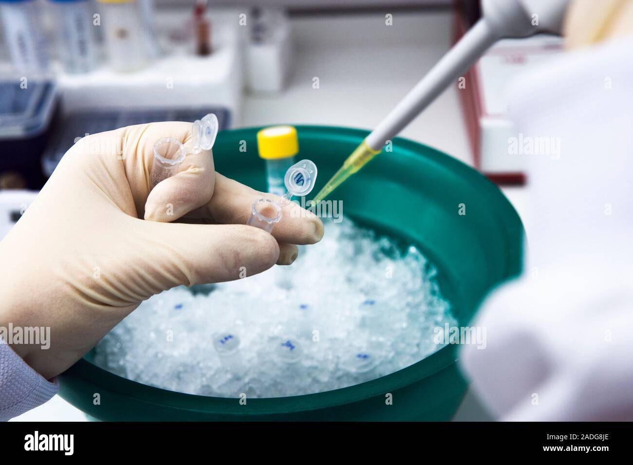 Muscle physiology research. Researcher handling a sample vial and ...