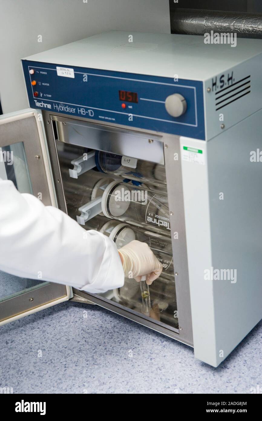 Muscle physiology research. Incubator being used during work on the ...